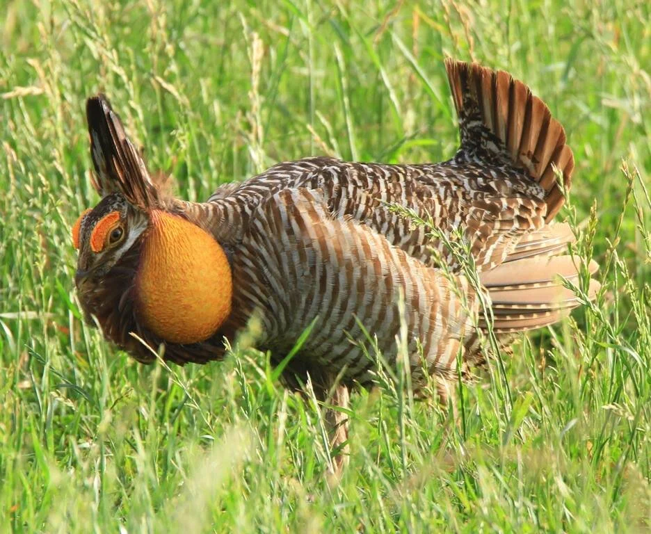 Local Wildlife — HERE in Houston