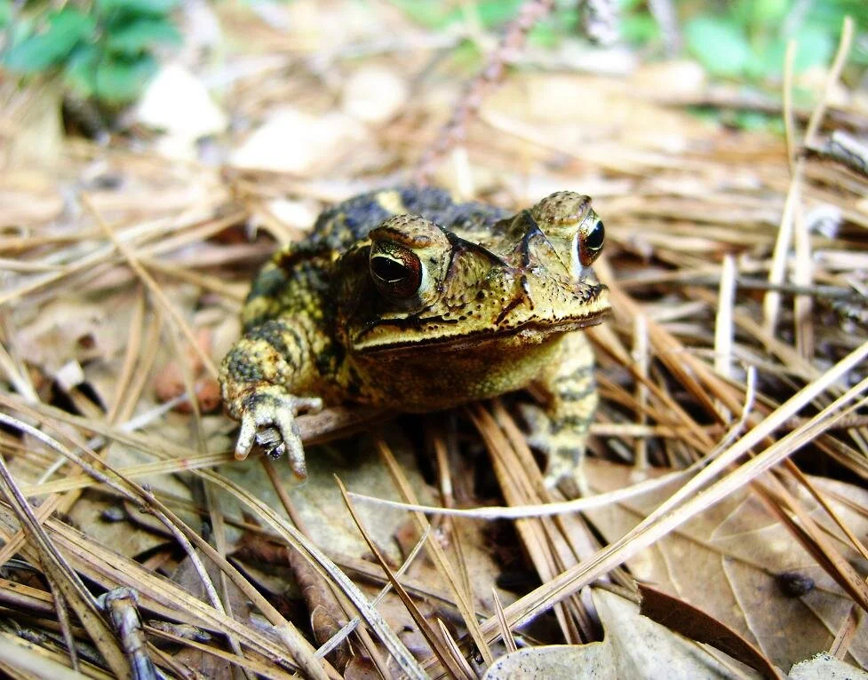 Local Wildlife — HERE in Houston