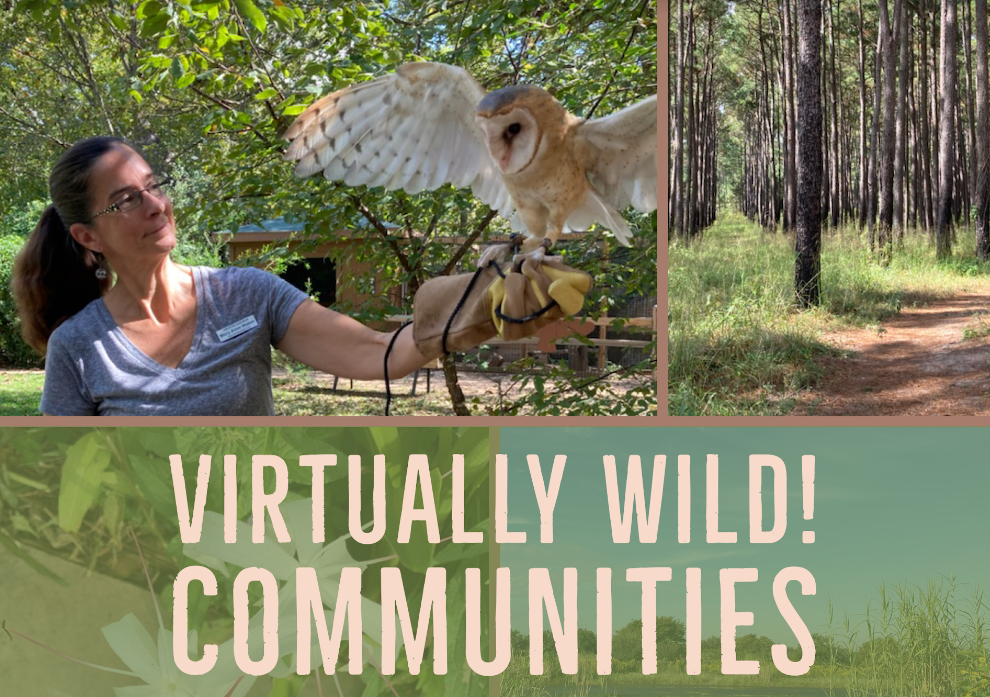 Virtual Field Trips — HERE in Houston