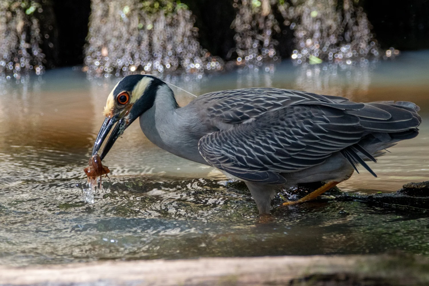 Rivers and Bayous — HERE in Houston