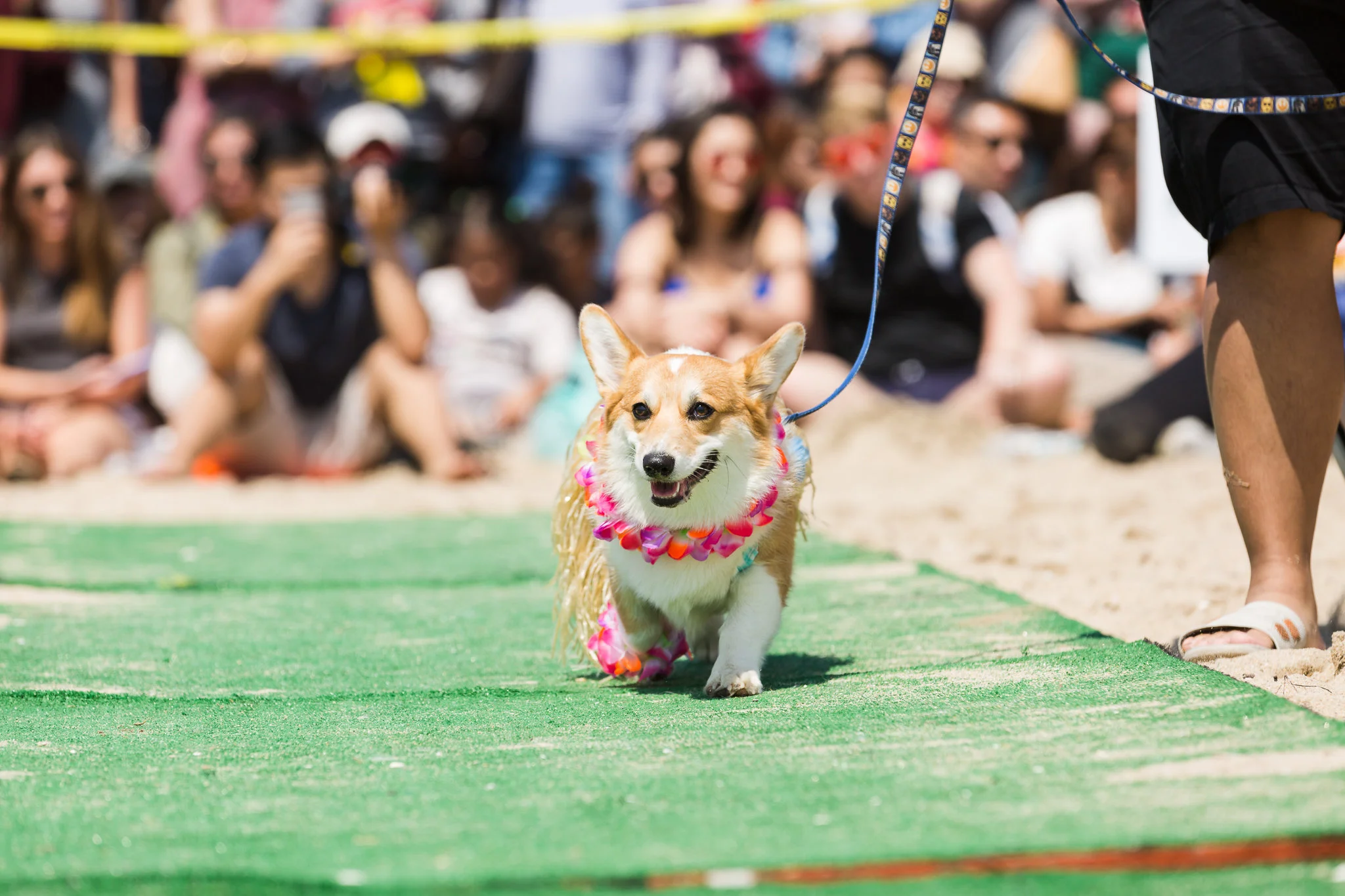 Gallery — So Cal Corgi Nation