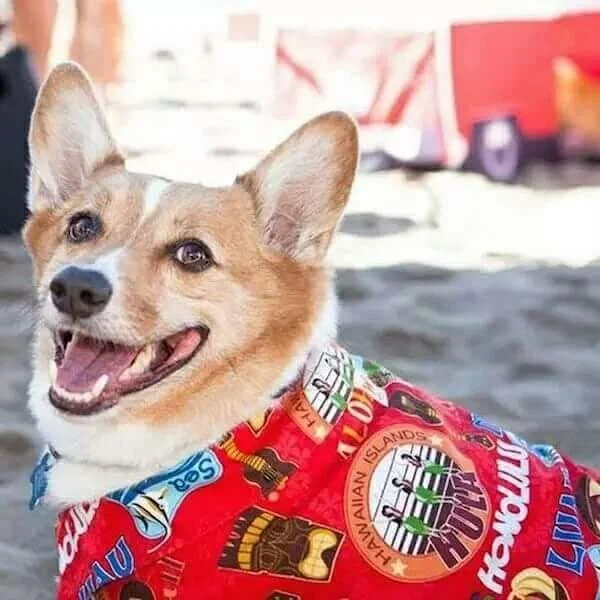 ABOUT CORGI BEACH DAY & CORGI NATIONALS — So Cal Corgi Nation