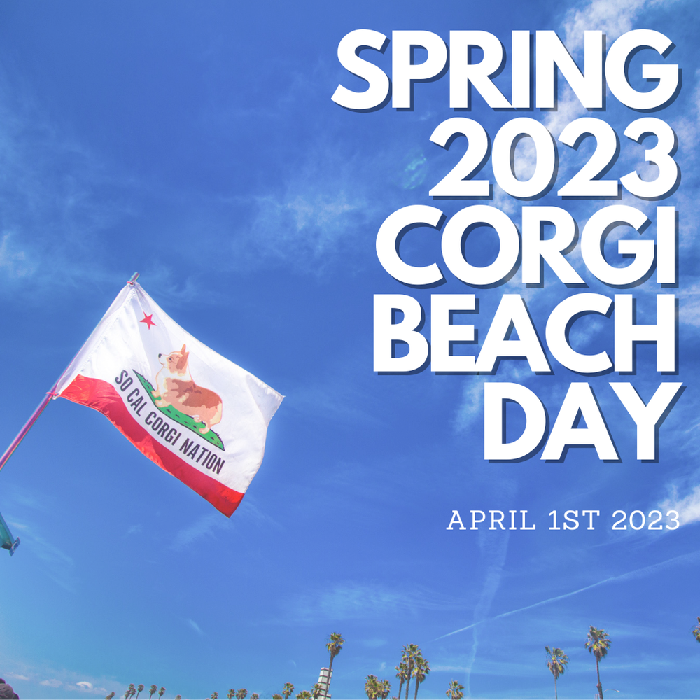 Corgi Beach Day