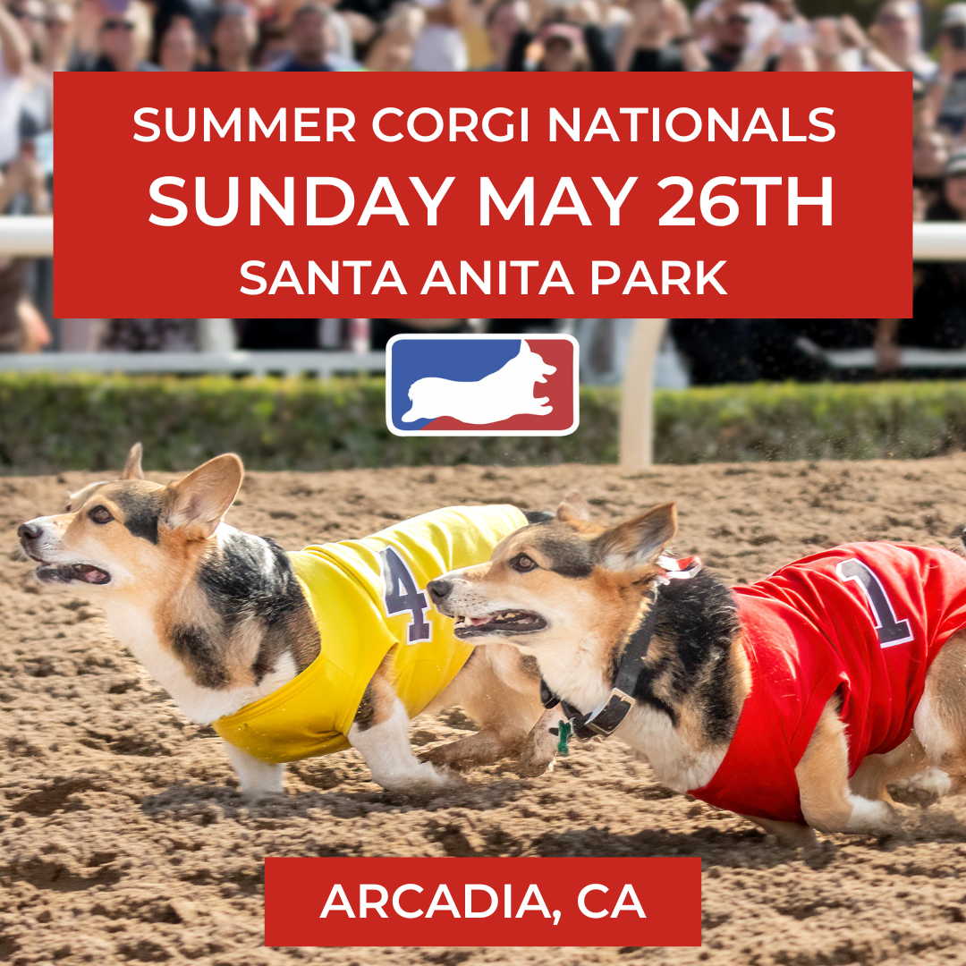 2024 SUMMER CORGI NATIONALS — So Cal Corgi Nation