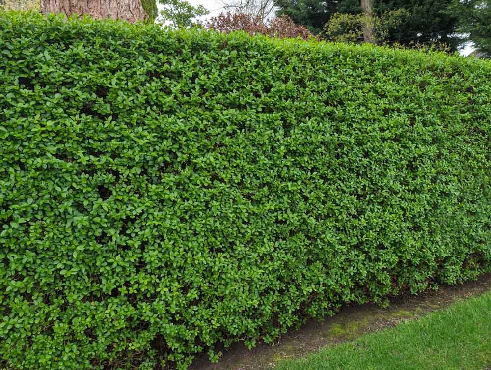 Garden Design Cheshire — Kirman Design: Garden Design and Landscaping ...