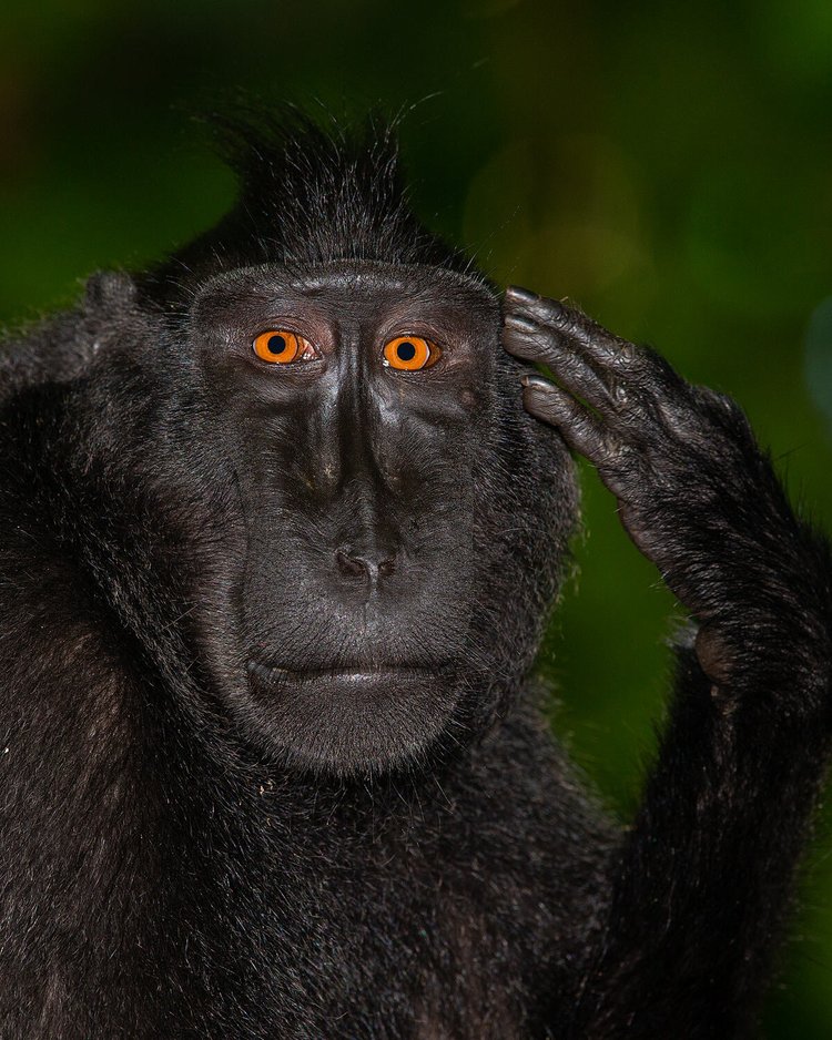 PRIMATES — Mogens Trolle