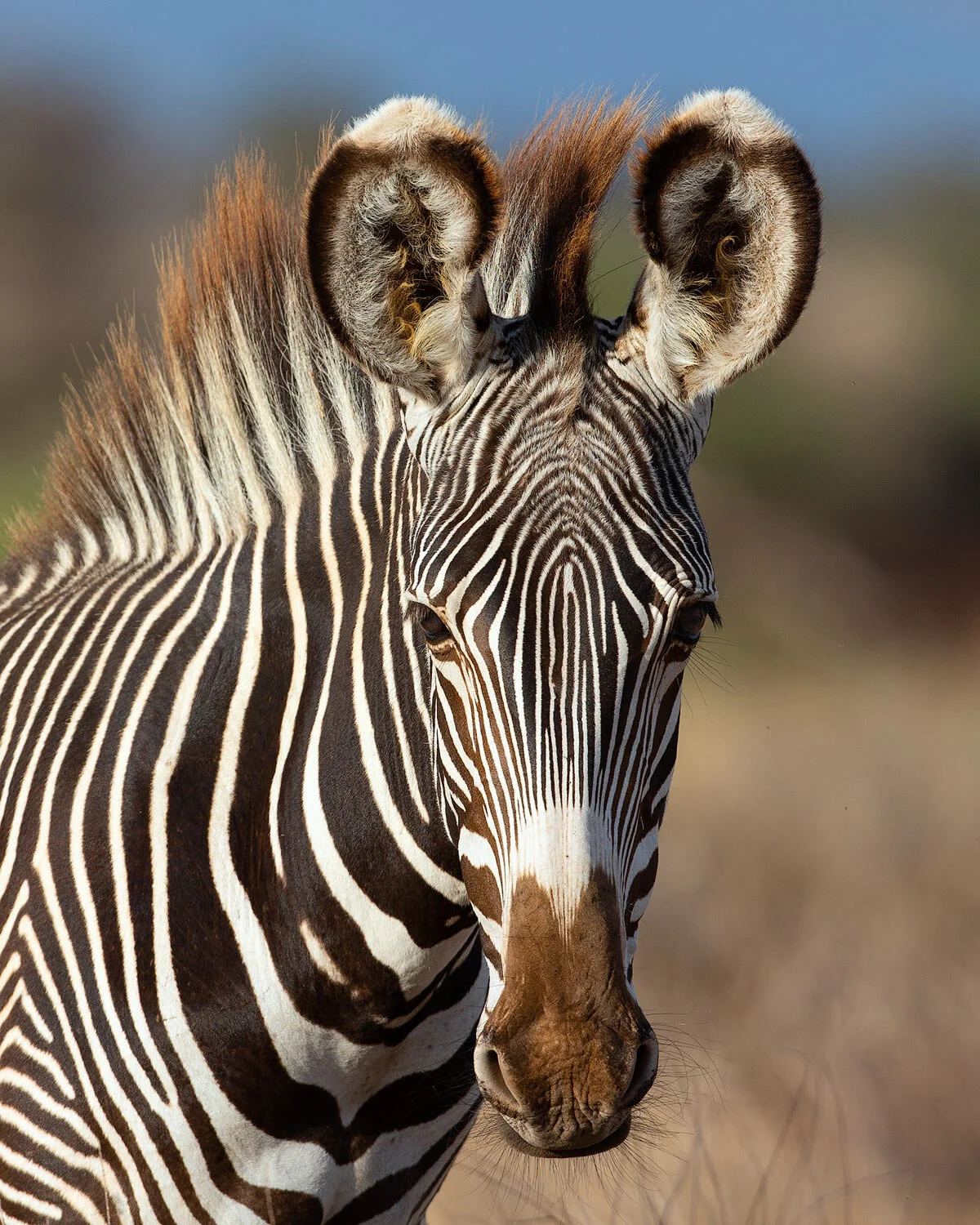 AFRICA — Mogens Trolle