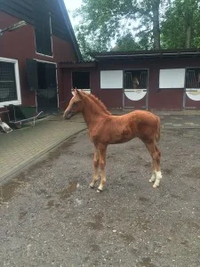 La Schufro — ellanbrae park