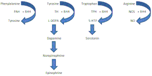 Buy Tetrahydrobiopterin (BH4) And Increase It Naturally — MyBioHack ...