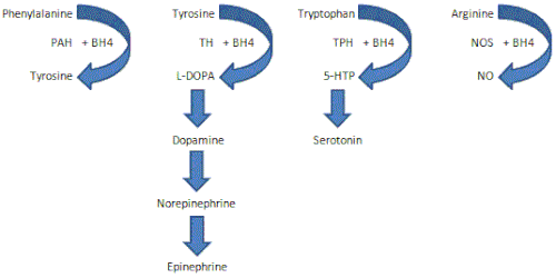 Buy Tetrahydrobiopterin (BH4) And Increase It Naturally — MyBioHack ...