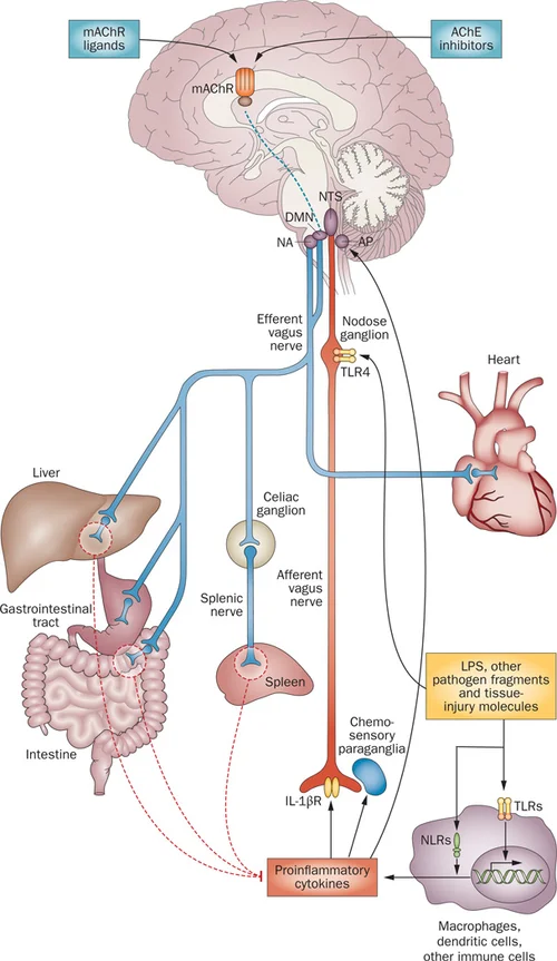 83+ Ways to Increase or Decrease Acetylcholine — MyBioHack | Unlock ...