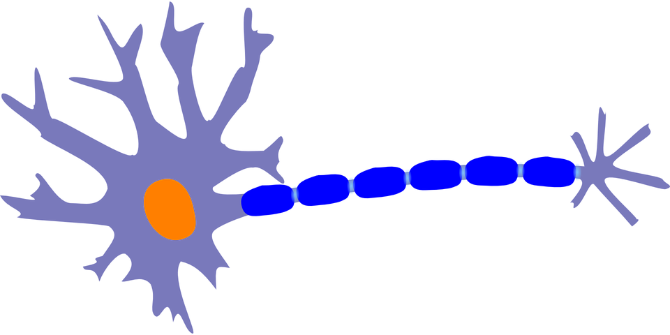 NGF: What is Nerve Growth Factor and 60+ Ways to Increase It (And What ...