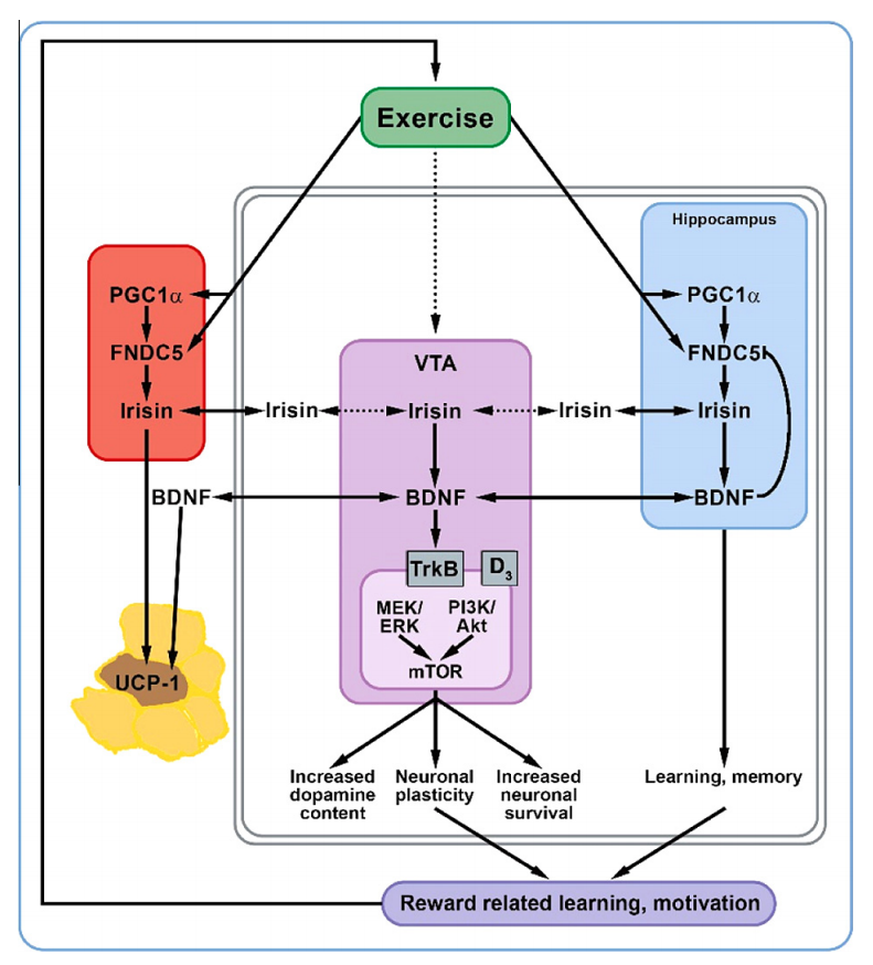 The 9+ Benefits of Irisin And How To Increase It Naturally — MyBioHack ...