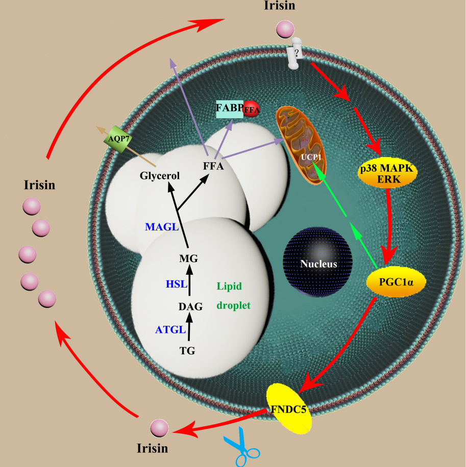 The 9+ Benefits of Irisin And How To Increase It Naturally — MyBioHack ...
