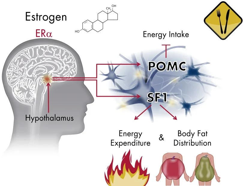 Estrogen Receptors, Estrogenics, And The Rise of Western Disease (Part ...