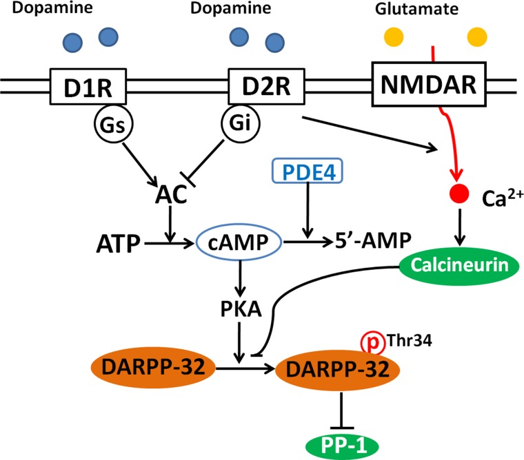 The Role of DARPP-32 In Addiction, Schizophrenia & Parkinson's Disease ... The Role of DARPP-32 In Addiction, Schizophrenia & Parkinson's Disease ...