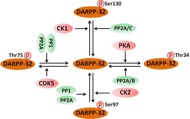 The Role of DARPP-32 In Addiction, Schizophrenia & Parkinson's Disease ... The Role of DARPP-32 In Addiction, Schizophrenia & Parkinson's Disease ...