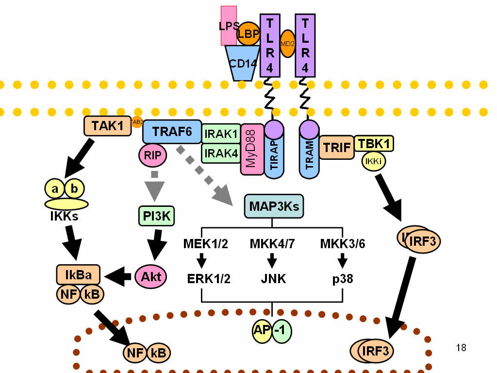 How To Inhibit Lipopolysaccharides (LPS), Lipoglycans, and Endotoxins ...