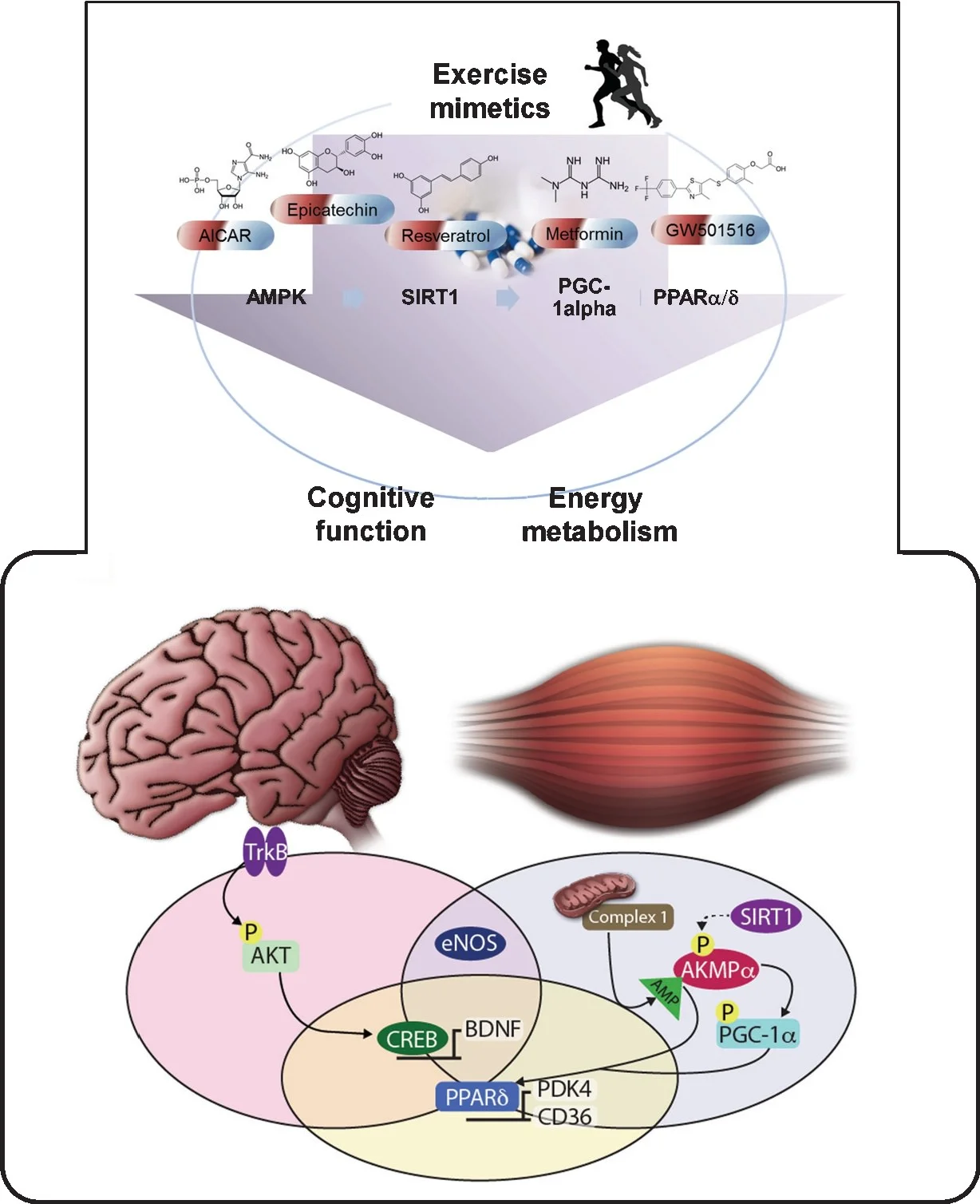 How To Run While Sitting Down: Exercise Mimetics — MyBioHack | Unlock ...