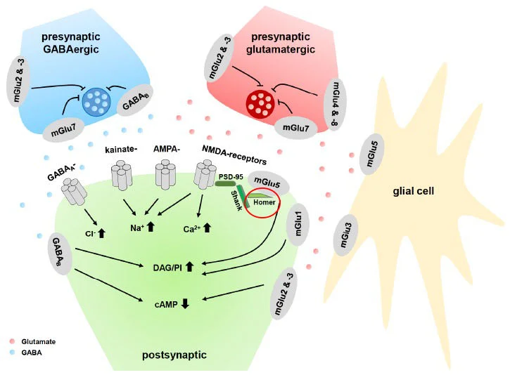HOMER1, HOMER2, and HOMER3: How These Homologs Promote Strong Synaptic Plasticity — MyBioHack ...
