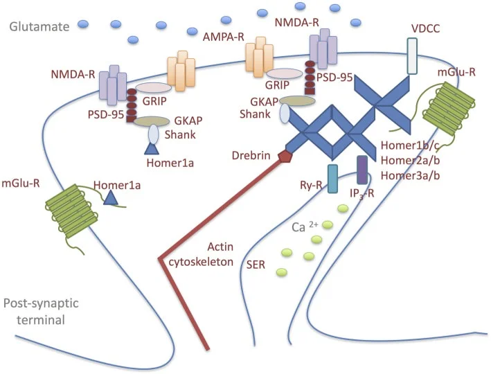 HOMER1, HOMER2, and HOMER3: How These Homologs Promote Strong Synaptic ...