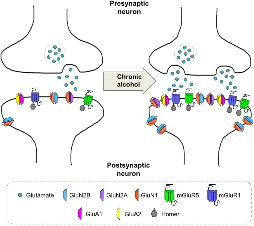 HOMER1, HOMER2, and HOMER3: How These Homologs Promote Strong Synaptic ...