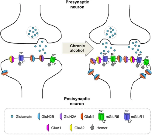 HOMER1, HOMER2, and HOMER3: How These Homologs Promote Strong Synaptic ...