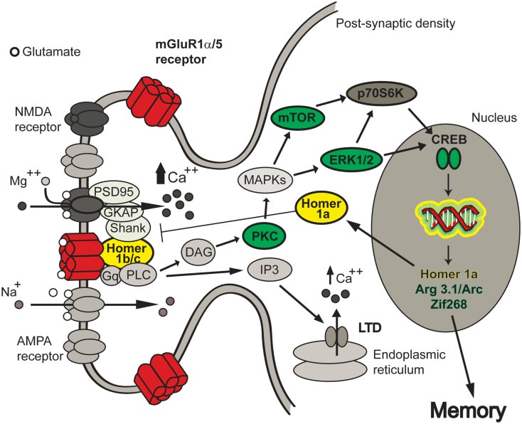 HOMER1, HOMER2, and HOMER3: How These Homologs Promote Strong Synaptic ...