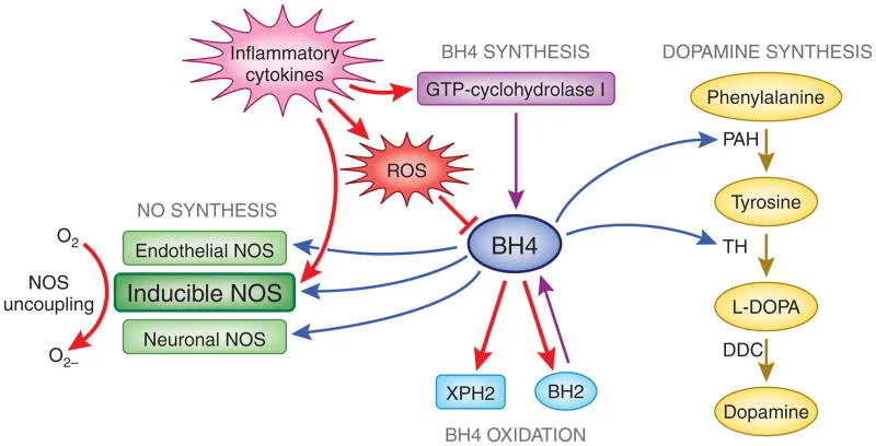 Buy Tetrahydrobiopterin (BH4) And Increase It Naturally — MyBioHack ...