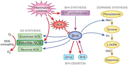 Buy Tetrahydrobiopterin (BH4) And Increase It Naturally — MyBioHack ...