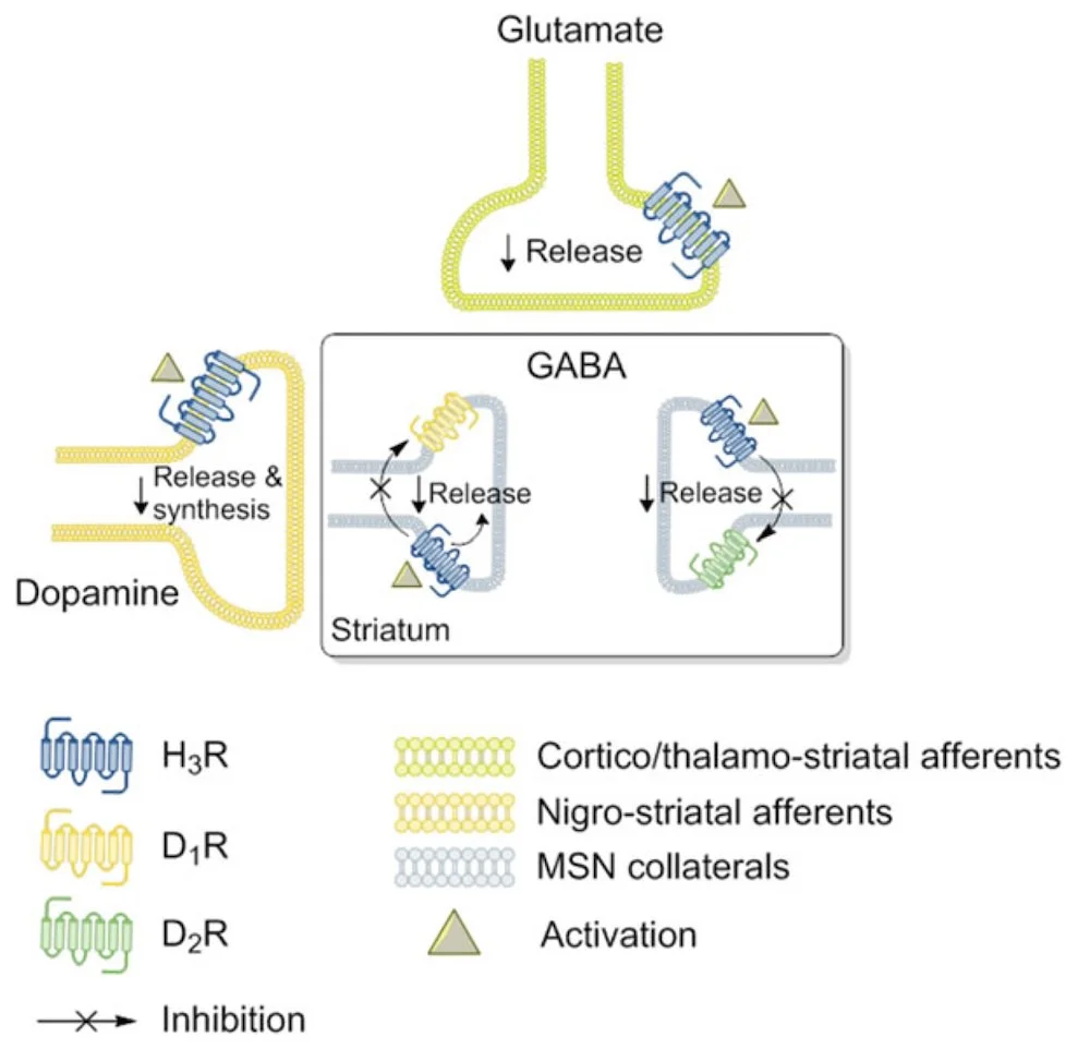 All About Histamine H3 Receptors (HRH3/HR3): Genetics, Mechanisms, And ...