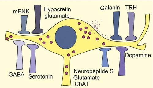 All About Histamine H3 Receptors (HRH3/HR3): Genetics, Mechanisms, And ...