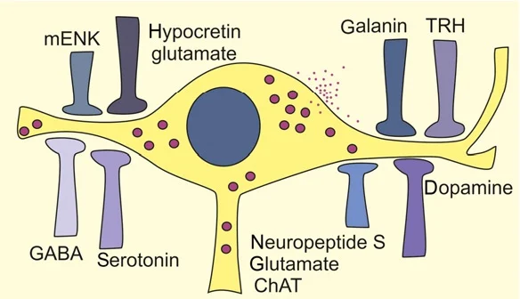 All About Histamine H3 Receptors (HRH3/HR3): Genetics, Mechanisms, And ...