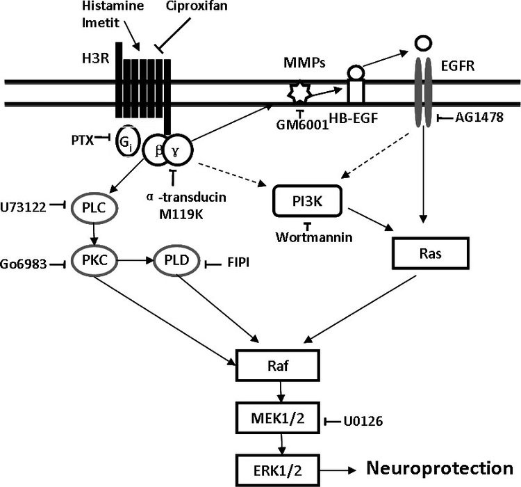 All About Histamine H3 Receptors (HRH3/HR3): Genetics, Mechanisms, And ...