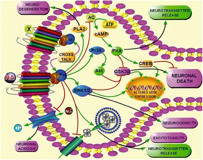 All About Histamine H3 Receptors (HRH3/HR3): Genetics, Mechanisms, And ...
