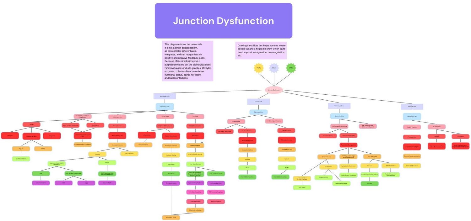 Heal The Glycocalyx: Mechanisms, Biomarkers, and Imaging (Junction Dysfunction & Long Covid ...