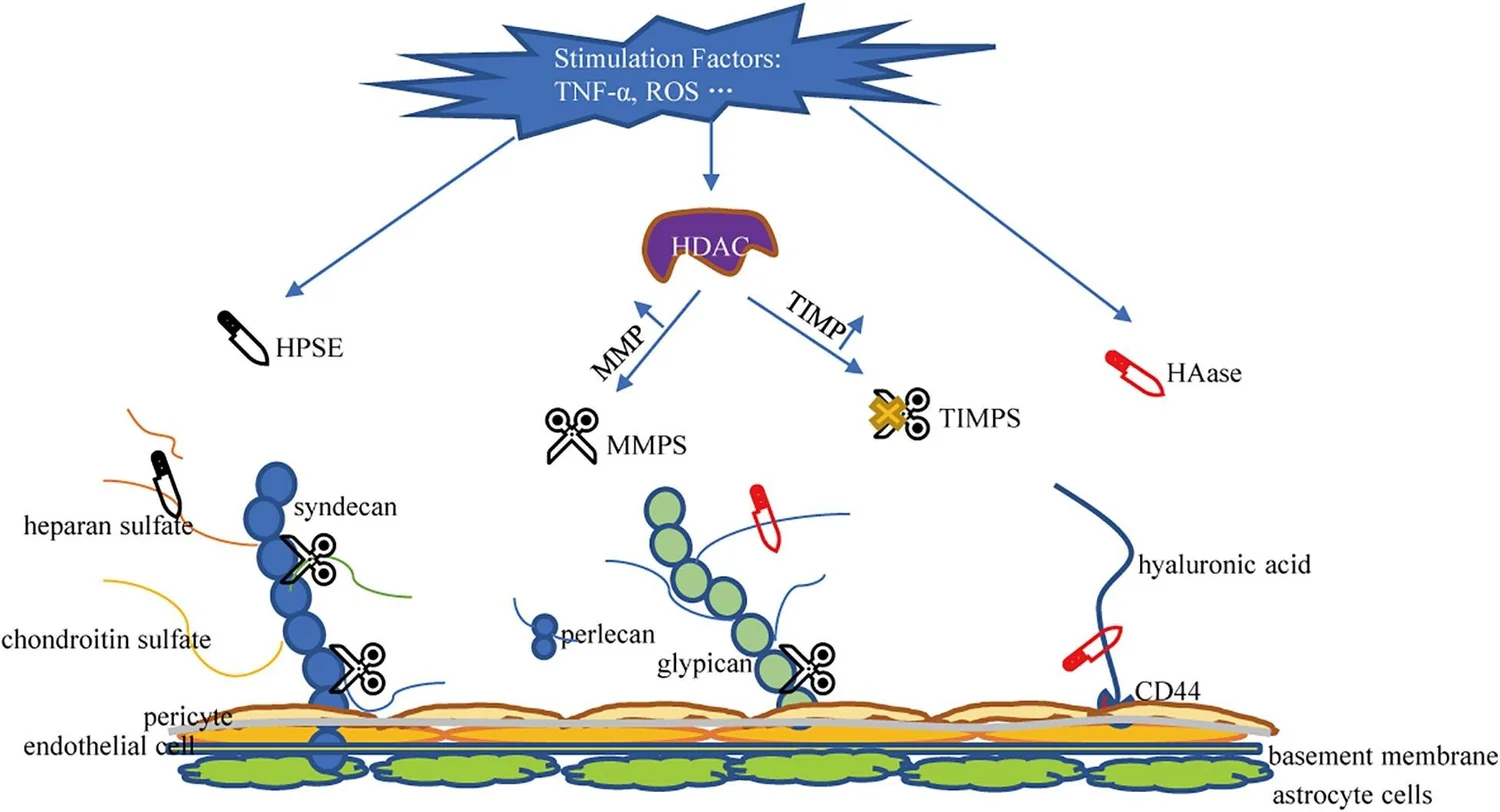 Heal The Glycocalyx: Mechanisms, Biomarkers, and Imaging (Junction ...