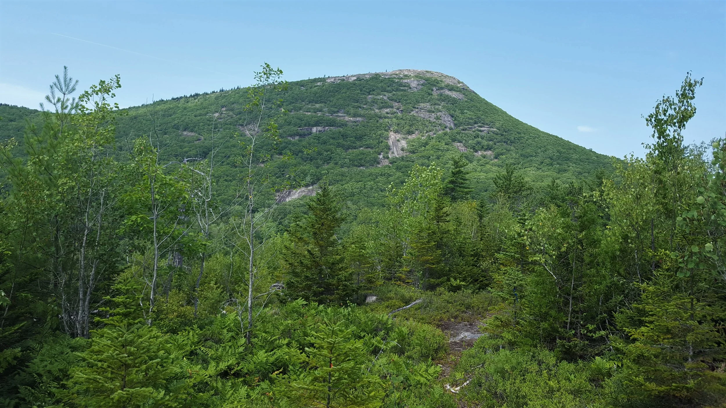 Schoodic Bog Loop — Greg Westrich
