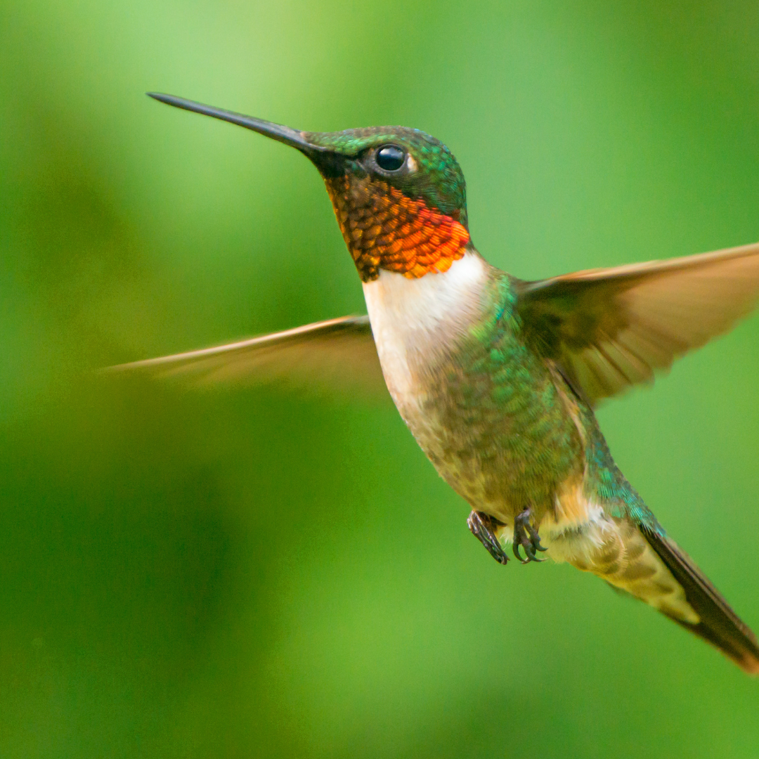 Hummingbirds: Honoring Pollinators and Earth Day with Deb Soule and Pam ...