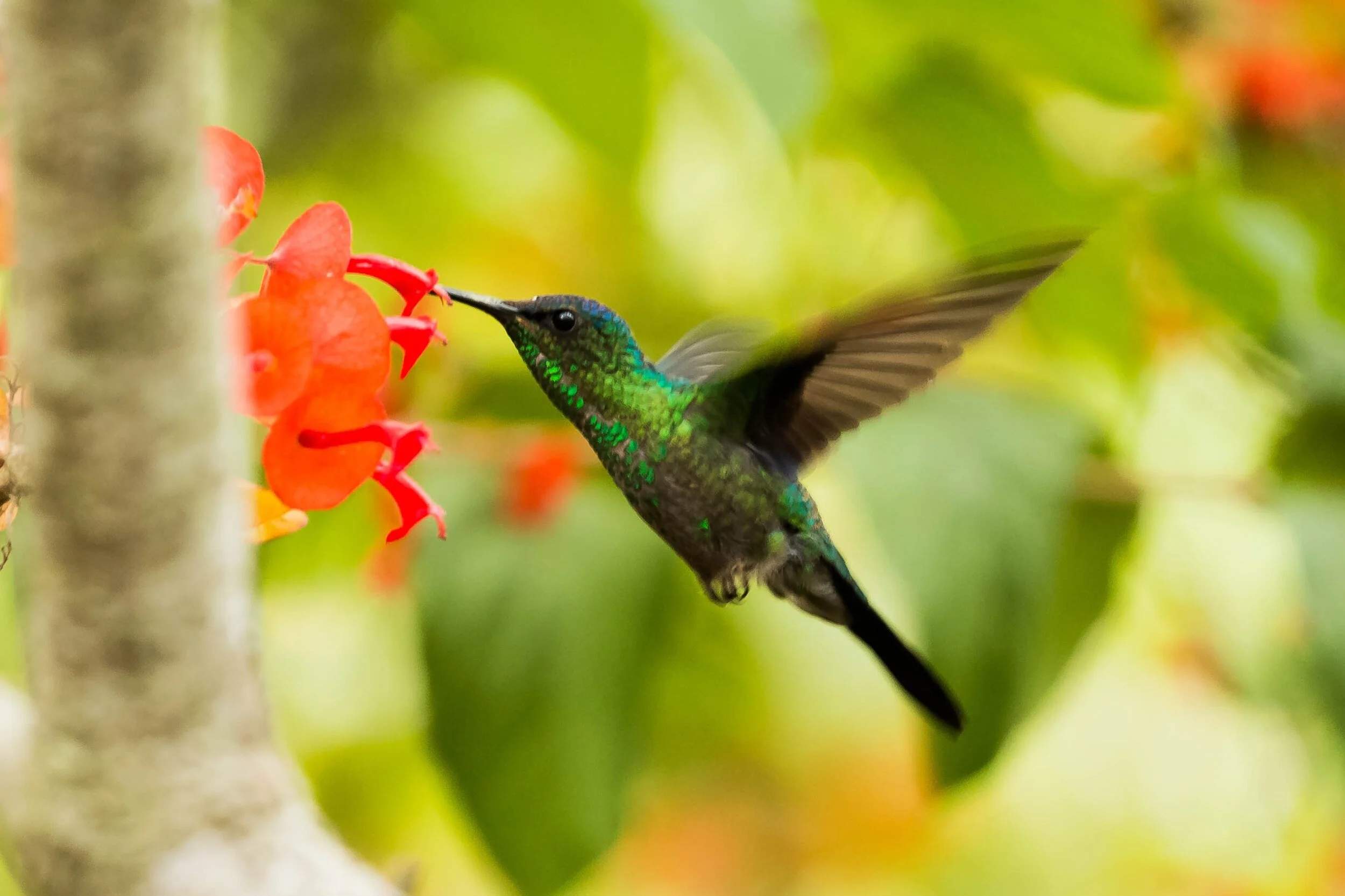 The Magic Hummingbird — Organization of Nature Evolutionaries