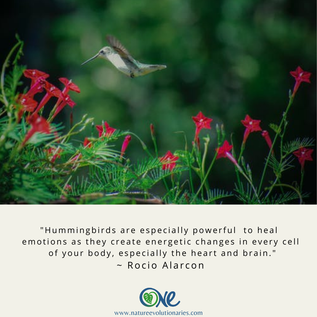 Healing Hummingbirds — Organization of Nature Evolutionaries
