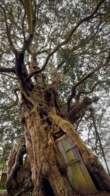 Ancestral Memory Circle — Organization of Nature Evolutionaries