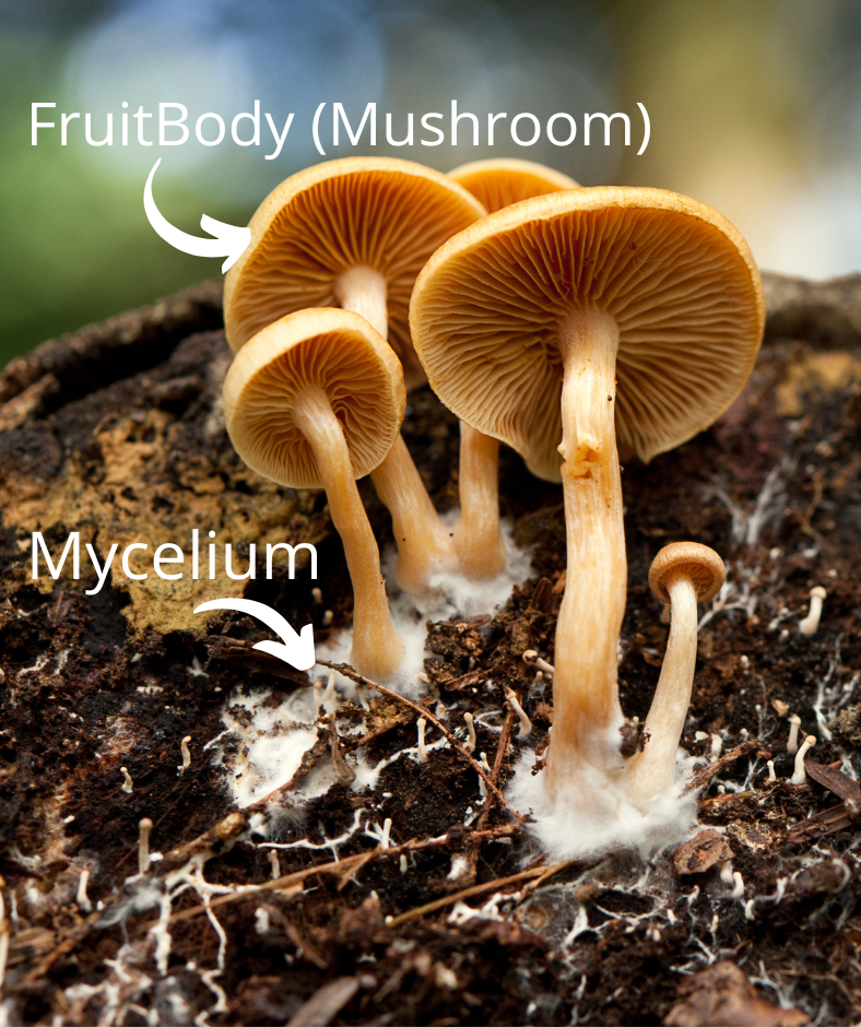 Mycelium Gratitude Ceremony — Organization of Nature Evolutionaries