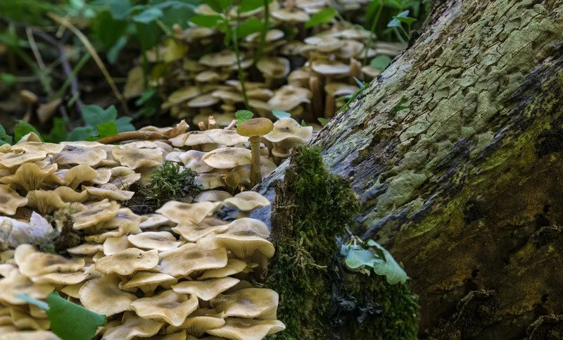 Mycelium Gratitude Ceremony — Organization of Nature Evolutionaries