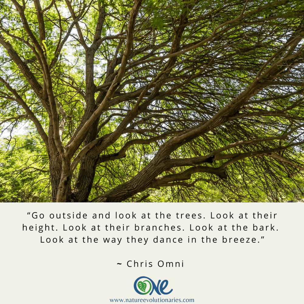 Look at the Trees — Organization of Nature Evolutionaries