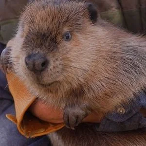 Partnering with Beavers for a Resilient Future with Jakob Shockey ...