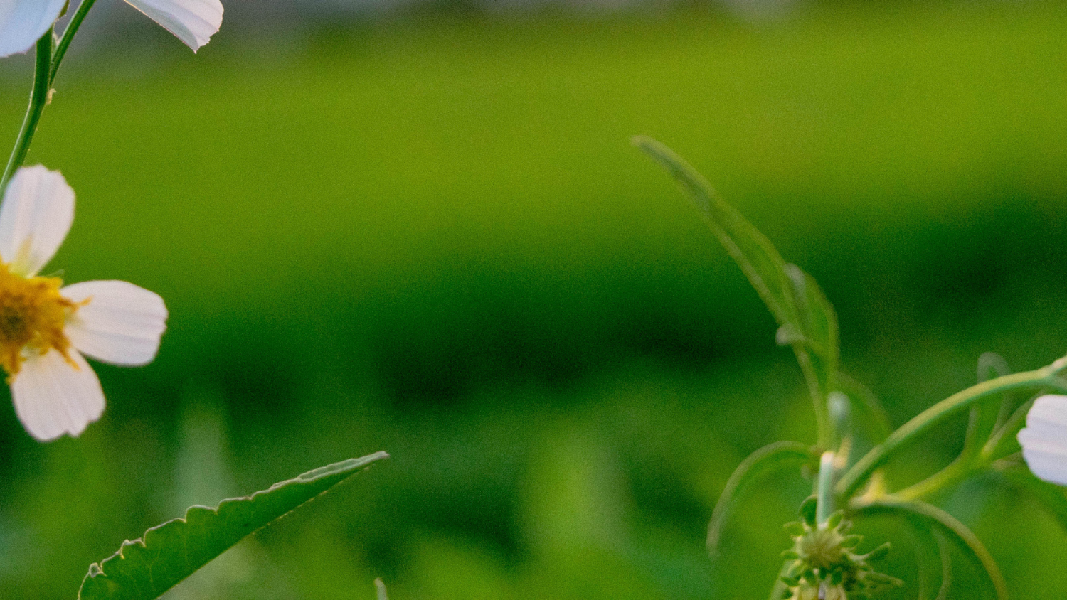 Kinship with Nature Course — Organization of Nature Evolutionaries