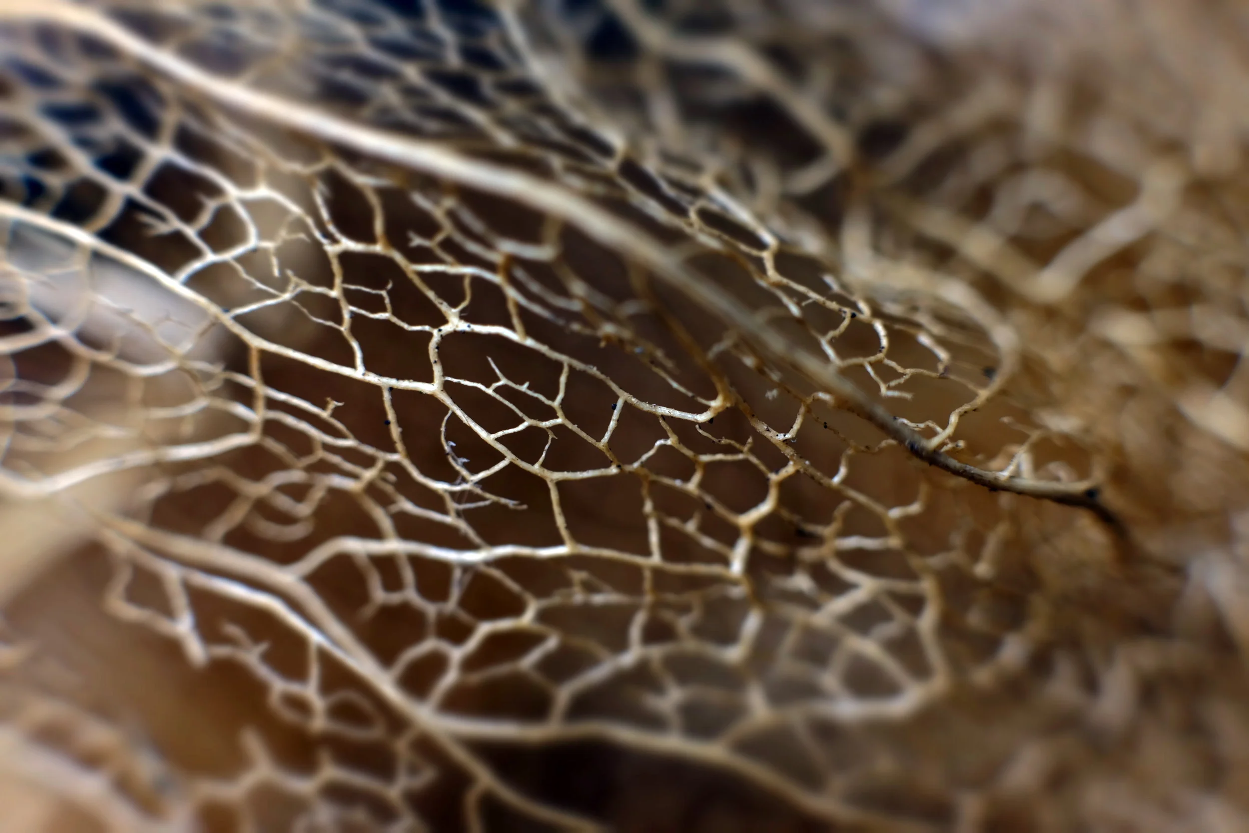 Perceptiveness — The Assemblage of Areté