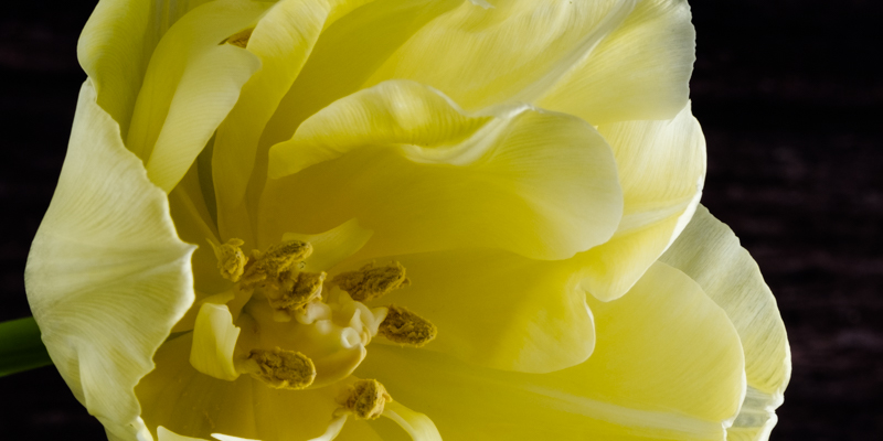 The Art of Flower Photography — Emma Davies Photography