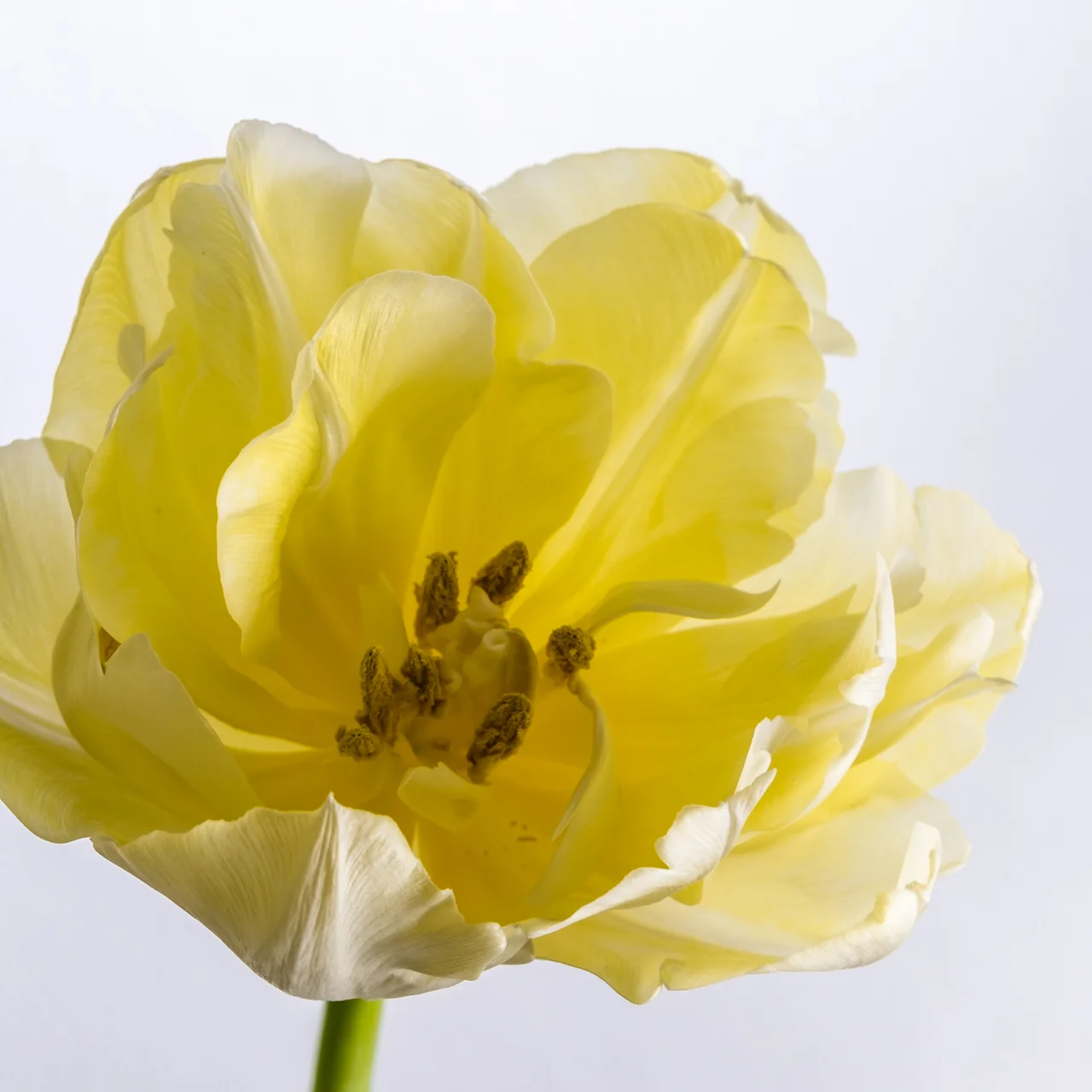 52 Fine Art Flower Photos — Emma Davies Photography